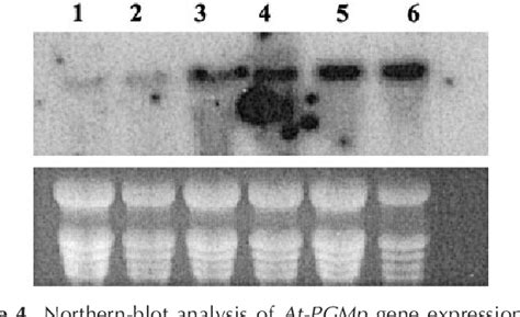 Figure 4 From The Plastidic Phosphoglucomutase From Arabidopsis A Reversible Enzyme Reaction