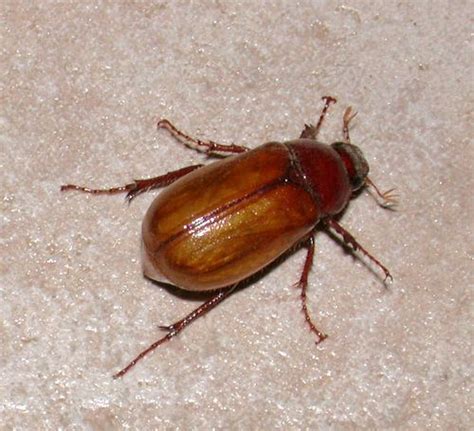The Misunderstood Junebug June Bug Bug Tattoo Bugs