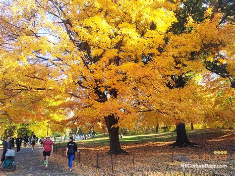 단풍 구경 어디로 갈까 센트럴파크와 뉴욕 인근 단풍 가이드 Travel Nyculturebeat
