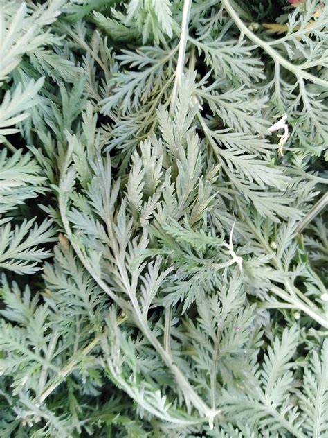 Artemisia Annua
