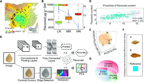 Visual Recognition Model Of Flavonoid Content In Buckwheat A Download Scientific Diagram