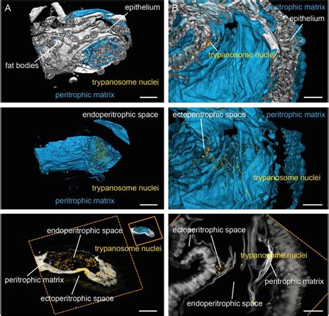 Trypanosome Nuclei Can Be Visualized Within The Complex Folding Of The