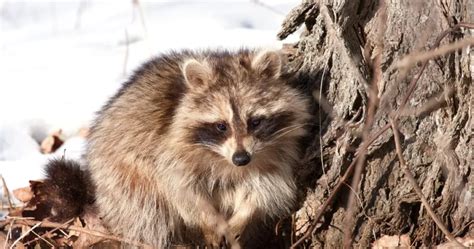 Do Raccoons Hibernate In Winter Critter Stop