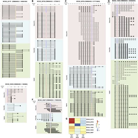 Summary Of Allele Specific Methylation Asm And Single Nucleotide Download Scientific Diagram