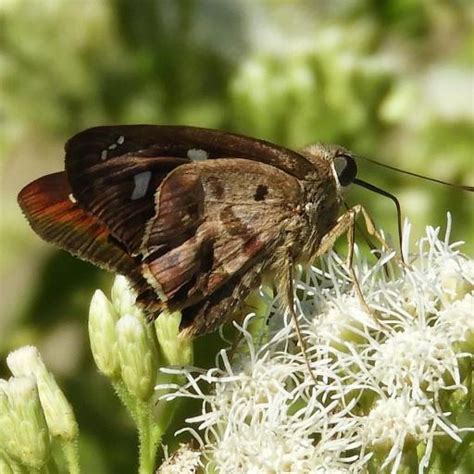 Polygonus Insect Identification Guide Habitat And Facts