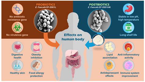 Probiotic And Postbiotic Potentials Of Enterococcus Faecalis Ef 2001 A