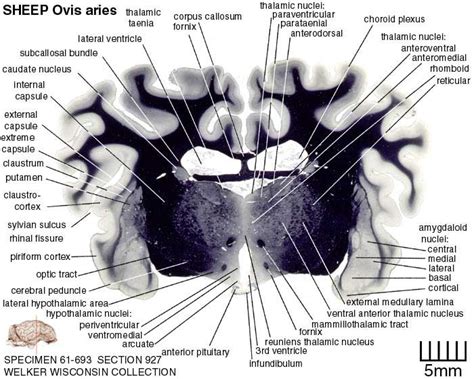 Atlas Of The Sheep Brain Section Image