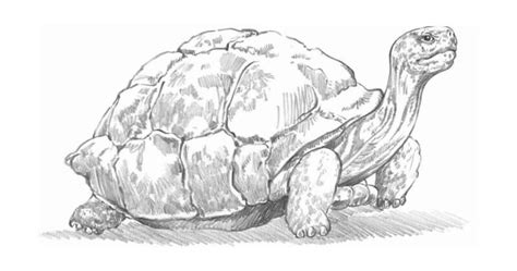 How To Draw A Tortoise Step By Step Tutorial