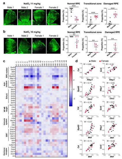 Fine Tuning Of An Oxidative Stress Model With Sodium Iodate Revealed
