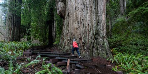 Jedediah Smith Redwoods State Park 10 Best Hikes And Trails In