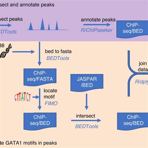 analysis pipeline of four gata1 chip seq datasets on primary