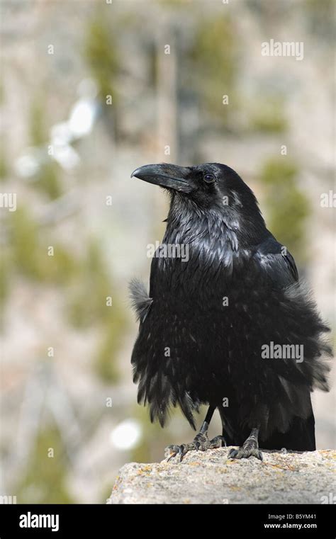 Gleaming Black The Crow Is A Common Sight In Yellowstone National Park