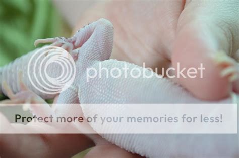 Leopard Gecko Sex Reptile Forums