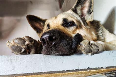 Hookworm In Dogs Signs Treatment And Prevention Veterinary Care In Natick