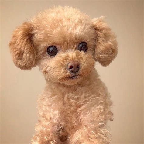 40 Adorable Poodle Haircuts Ideas For Your Pups Next Grooming Hood Mwr