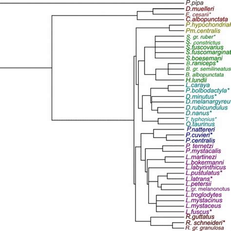 Functional Trait Dendrogram A With Every Species Observed During Download Scientific Diagram