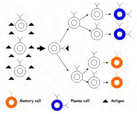 Clonal Selection Process Source Mahira Et Al 2007 Download