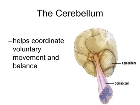 Physiology Of Cerebral Cortex Cerbral Cortexppt Physiology Of Cerebral Cortex Cerbral Cortexppt