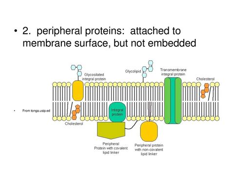 Cell Membrane Structure Ppt Download
