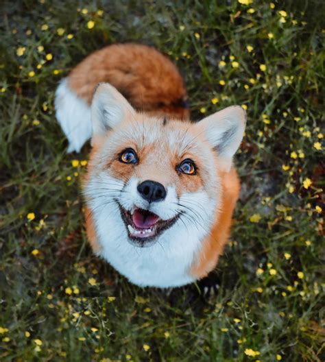 🔥 [40 ] Juniper Fox Wallpapers Wallpapersafari