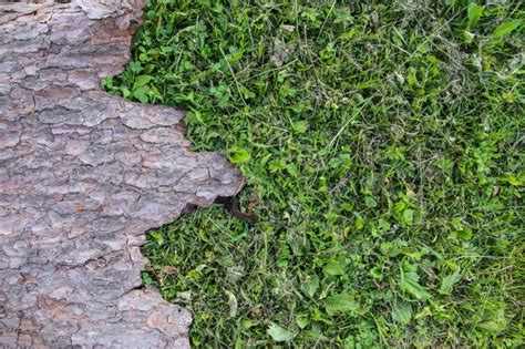 Premium Photo Piece Of Tree Bark With Rough Natural Texture On Green Grass