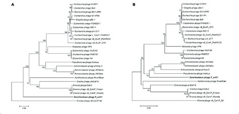 Phylogenetic Analysis Of Vrnap A And Terminase Large Subunit B