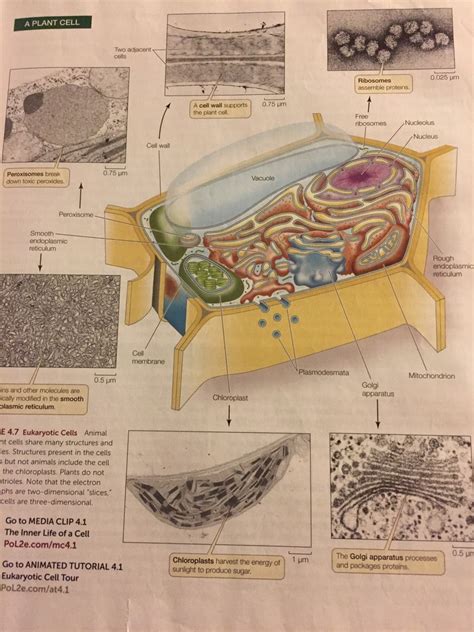 Biology Exam 2 Flashcards At Elaine Sanchez Blog