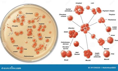Circular Bacterial Dna Featuring Plasmids And Chromosomes Royalty Free