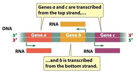 Biological Foundations Lecture 17 Flashcards Quizlet