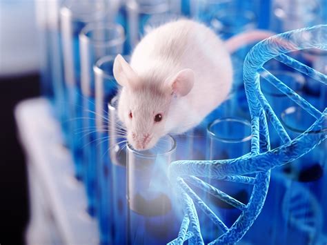 Unlocking The Mysteries Of The Mammalian Brain The Comprehensive