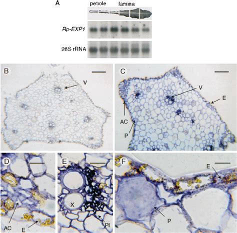 A±f Tissue Localization Of Rp Exp1 Mrna In Leaf 4 After 24 H Of