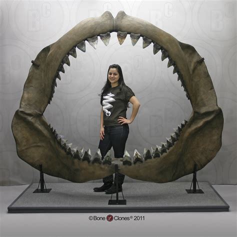 Real Megalodon Skeleton