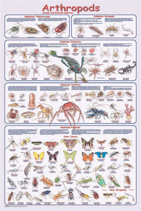 Arthropod Graph Thingy Gliederfüsser Insekten Krebstiere