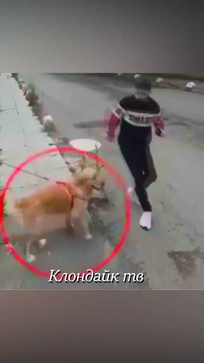 Он пытался избавиться от собаки #animalsvideo - YouTube