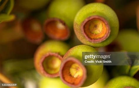 Gumnuts Tree Photos And Premium High Res Pictures Getty Images