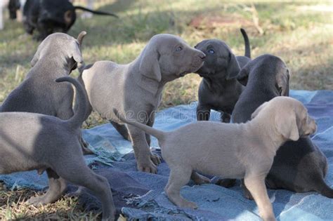 Beautiful Weimaraner Puppies Beige And Gray Play And Sunbathe Stock