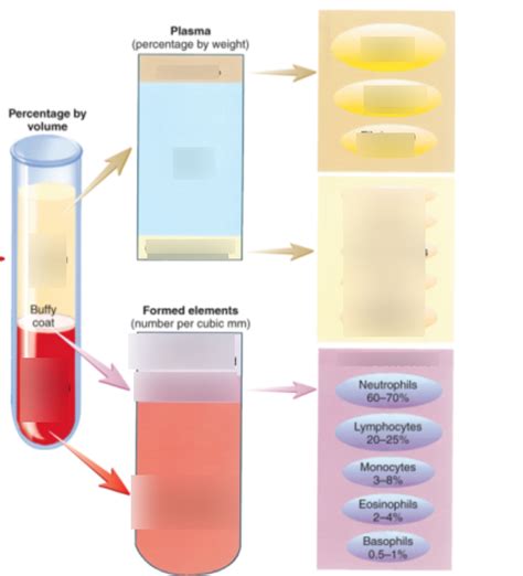 Building Blocks Of Blood Diagram Quizlet