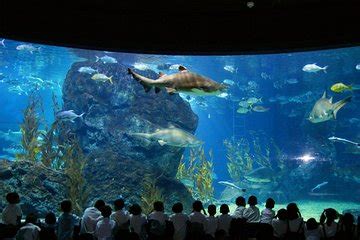 Sea Life Bangkok Ocean World 2019 All You Need To Know Before You Go