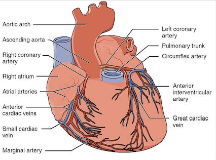 A Proximal Lad Lesion Is A Blockage In The Left Anterior Descending