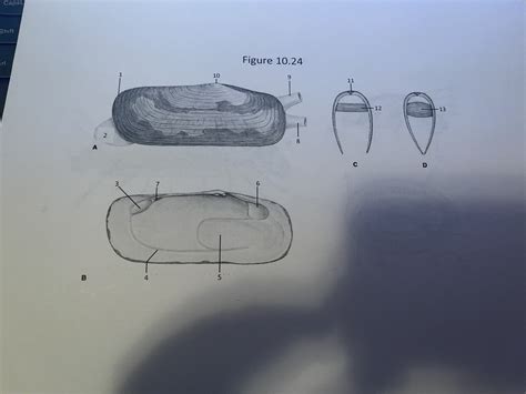 Class Bivalvia Diagram Quizlet