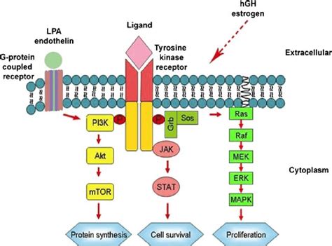 Proposed Signaling Pathways Involved In Breast Cancer Induction