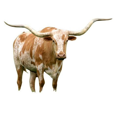 Longhorn Png