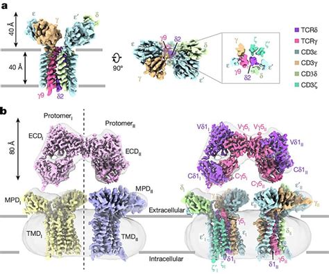 Medical Xpress On Linkedin Structure Of A Key Trigger Of Immune