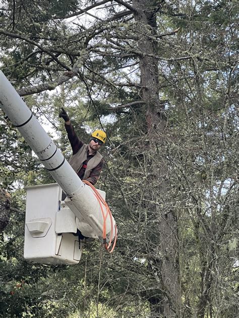 Tree Trimming Around Power Lines Is Critical For Wildfire Prevention OPALCO