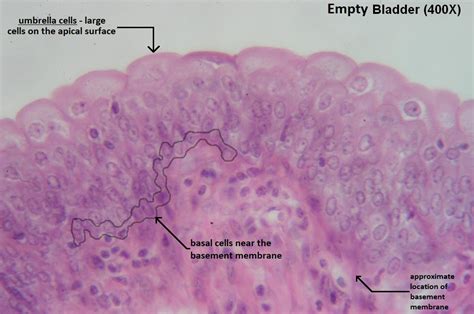 Histology Epithelial Anatomy Physiology