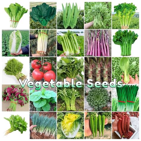 Assorted Vegetable Seeds For Planting Assorted Veggie Seeds Buto Ng