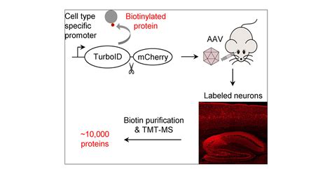 Deep Single Cell Type Proteome Profiling Of Mouse Brain By Nonsurgical