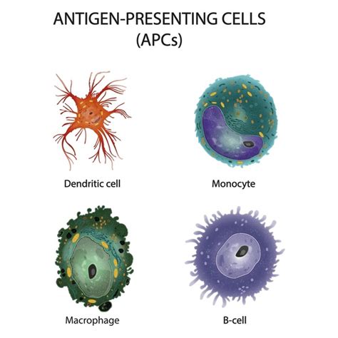 Antigen Presenting Cells Antigen Presentation Safeguards The Integrity