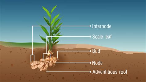modified stems examples