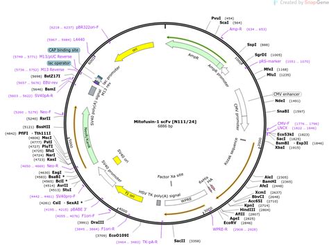 Addgene Mitofusin 1 Scfv N11124